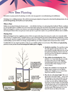 New Tree Planting [PUB] - South Carolina LTAP Center