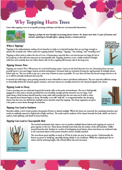 Why Topping Hurts Trees Pub South Carolina Ltap Center